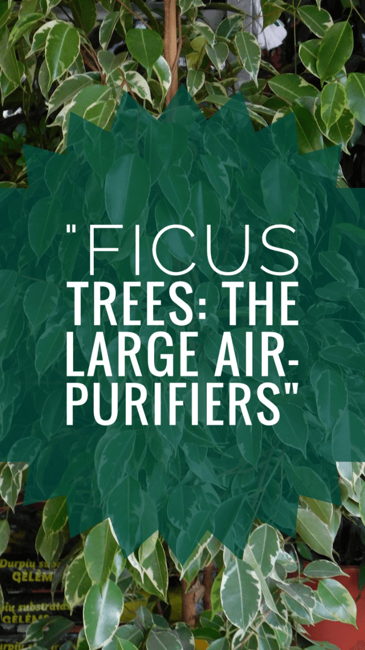 Ficus Trees: The Large Air-Purifiers | Oxygen Land