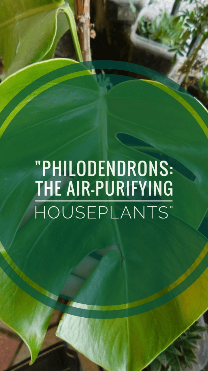 Philodendrons: The Air-Purifying Houseplants | Oxygen Land