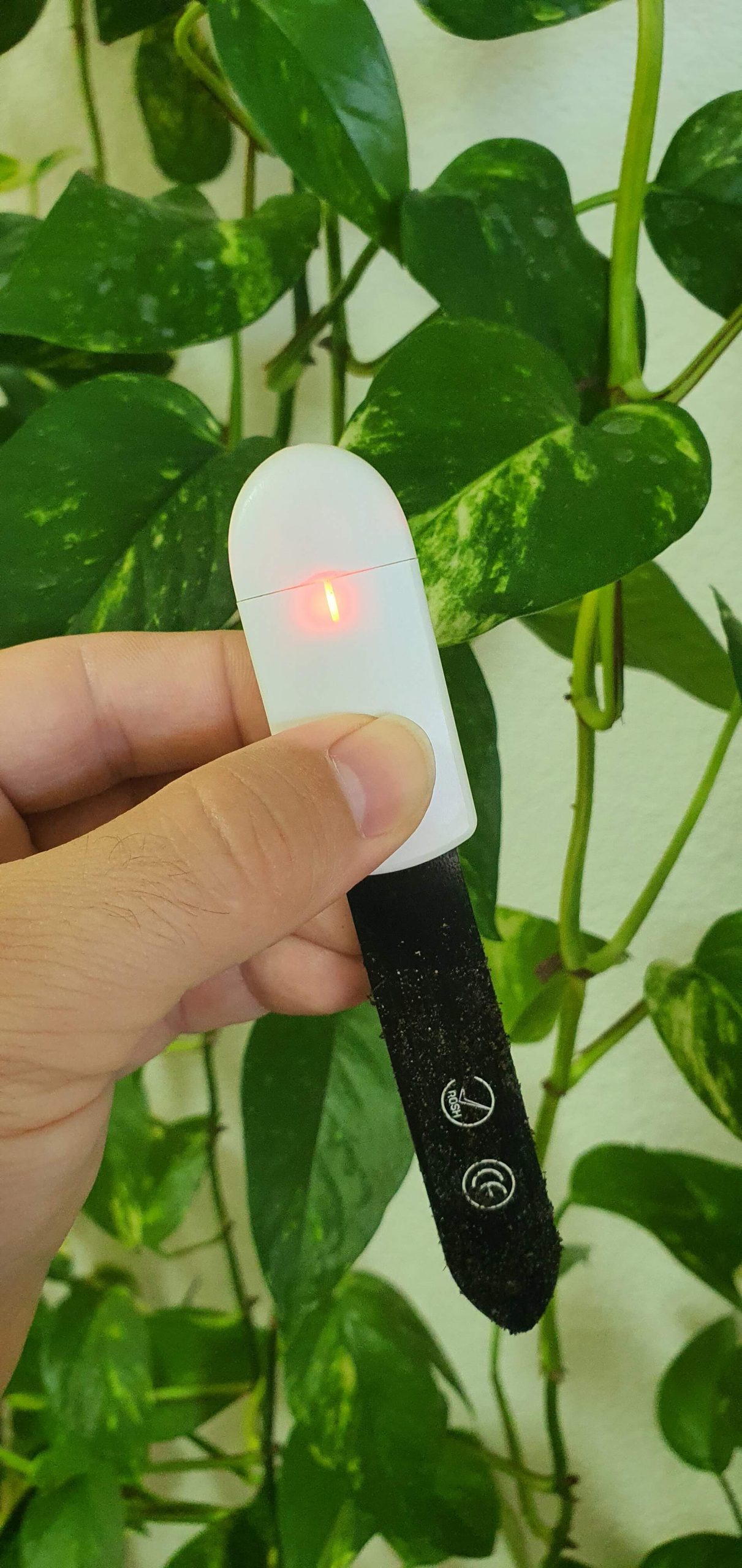 How to Care For a Devil's Ivy Plant | Oxygen Land