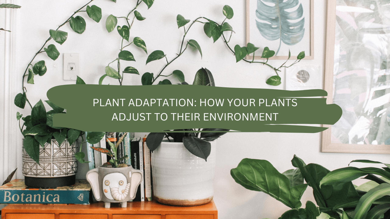 Plant Adaptation: How Your Plants Adjust to Their Environment
